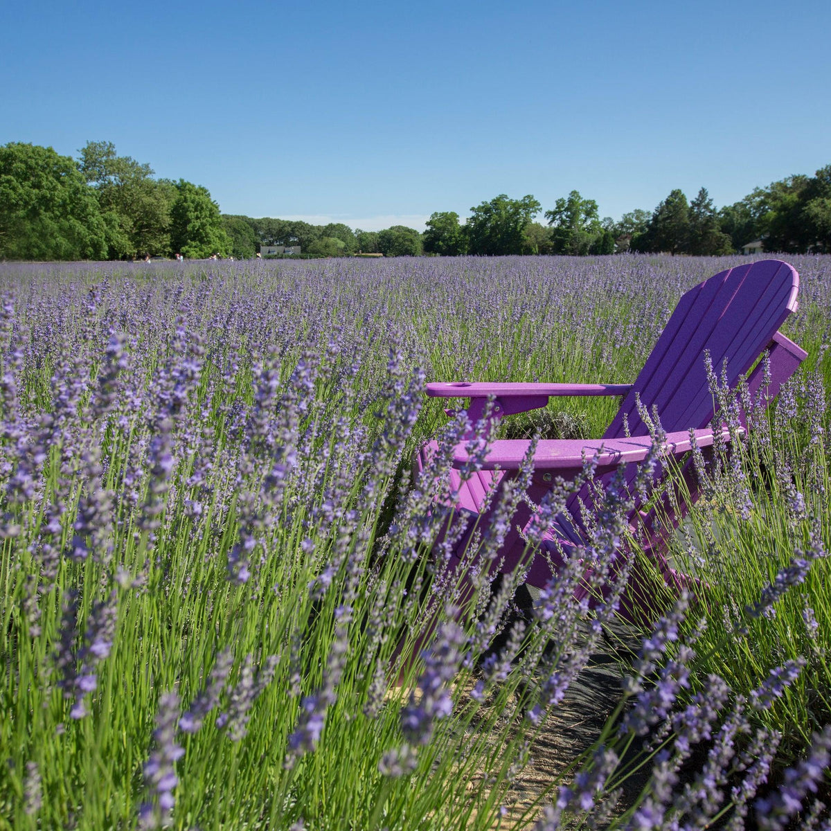 The Science of Lavender – Lavender By The Bay