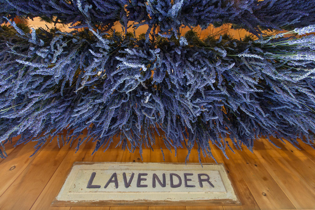 Lavender by the Bay- New York Lavender Farm – Lavender By The Bay
